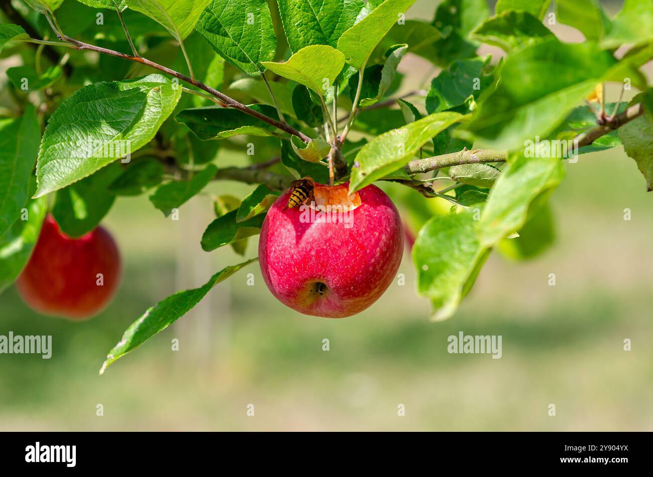 Red apple with hole hanging on branch. Wasps eat ripe apple. Apple ...