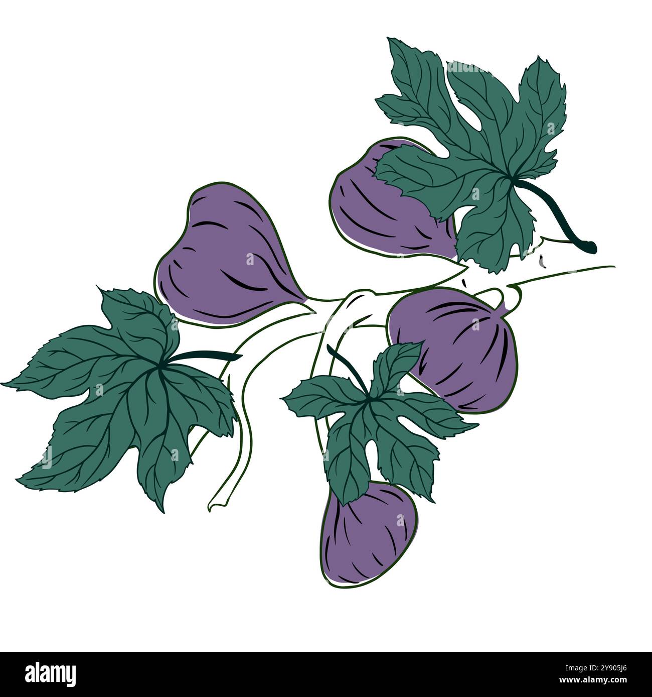 Ripe fig on branch Cut Out Stock Images & Pictures - Alamy