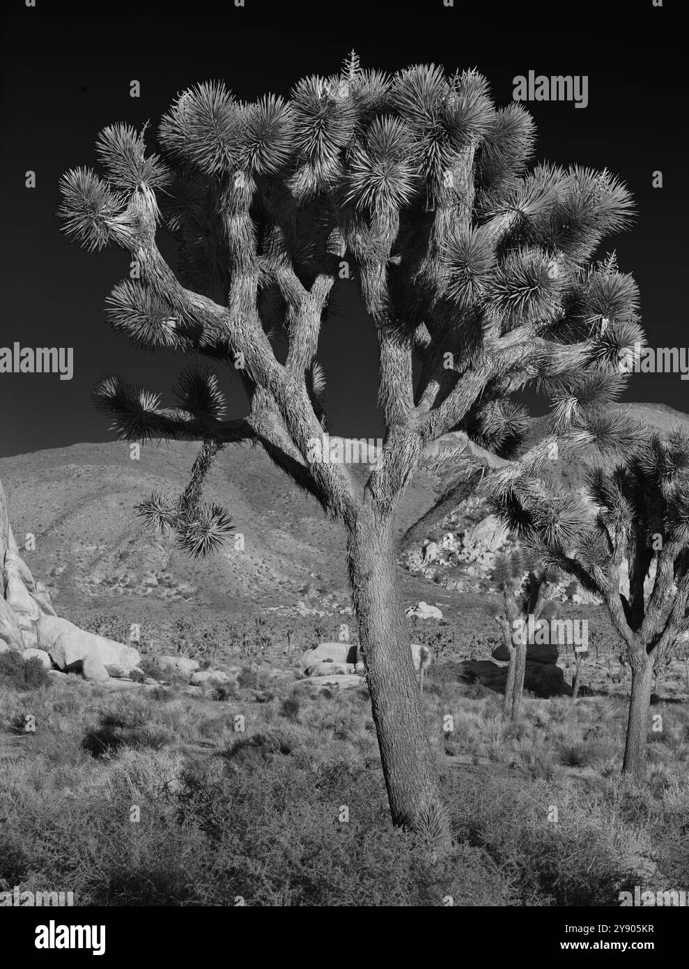 Joshua trees in black and white Stock Photo - Alamy