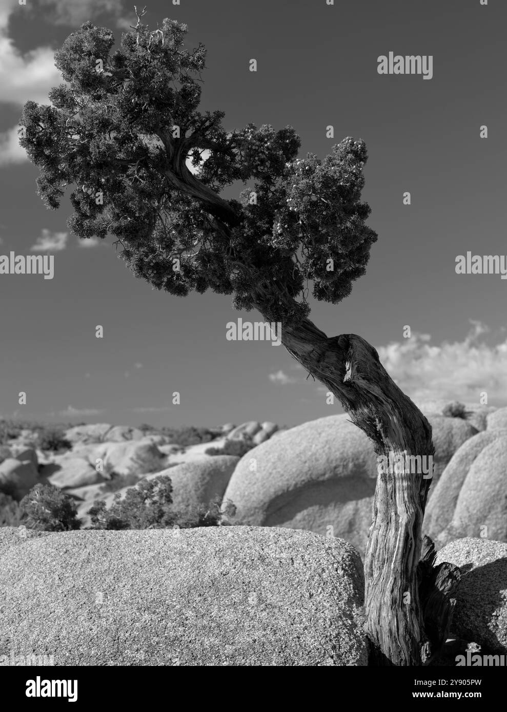 Juniper tree in Joshua Tree National Park Stock Photo - Alamy