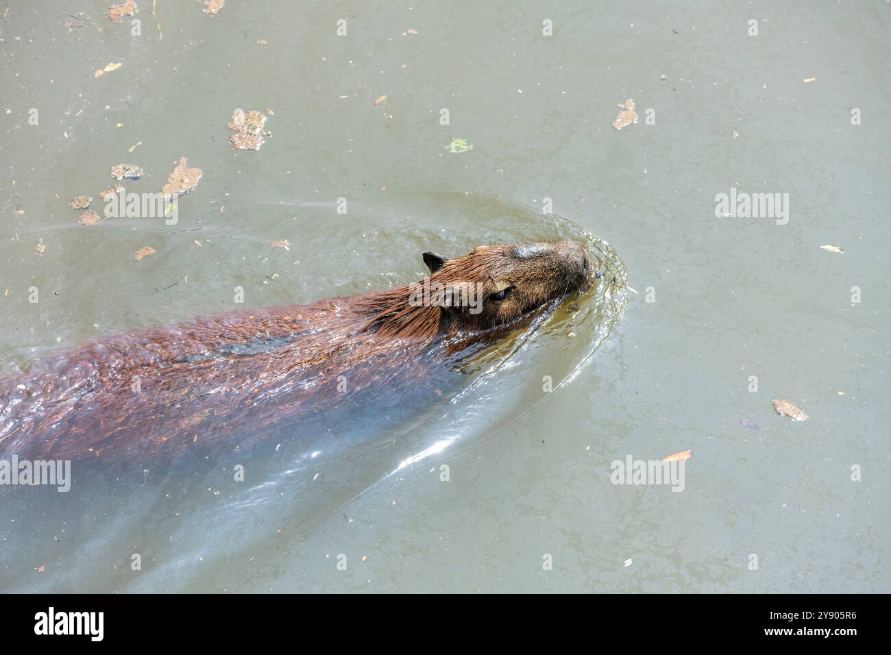 Capybara, the largest rodent in Brazil, in a lake viewed from above ...