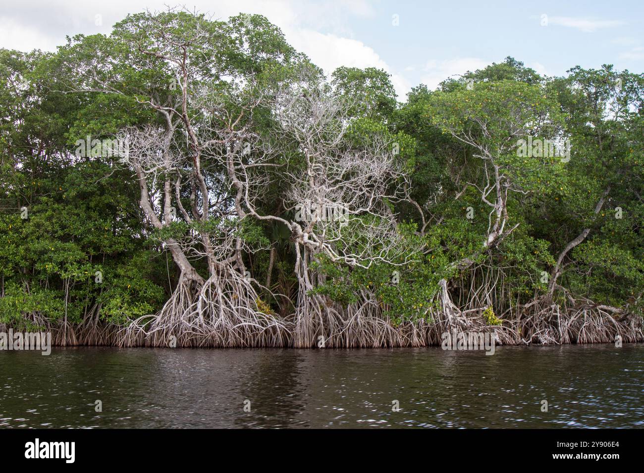 Mangroves in Grijalva-Usumacinta River, one of the most important ...