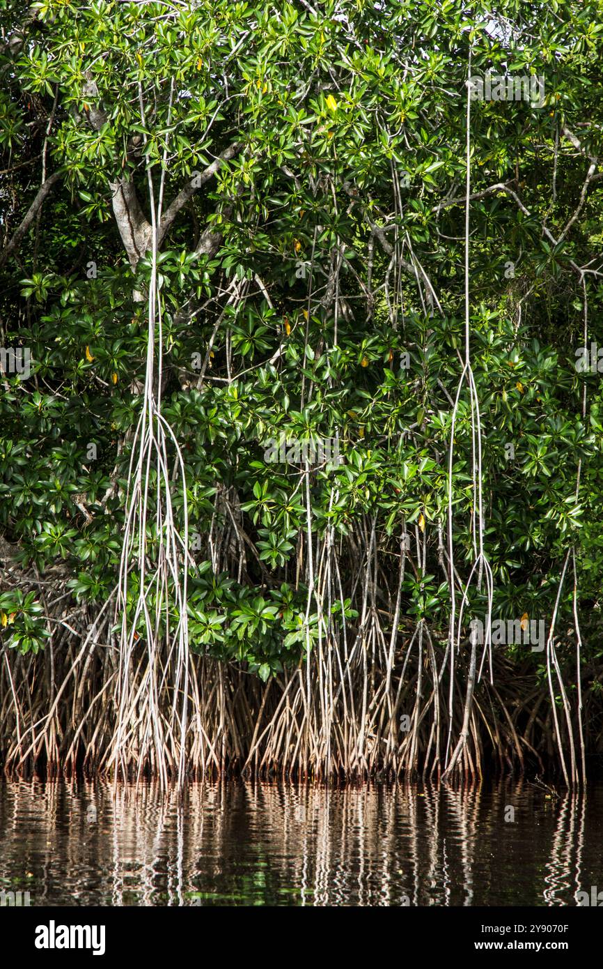 Mangroves in Grijalva-Usumacinta River, one of the most important ...