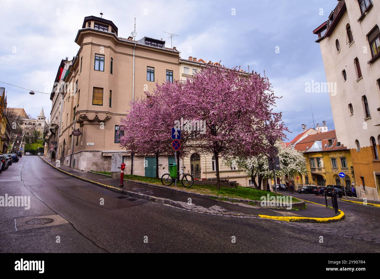Trees in bloom in Budapest Stock Photo - Alamy