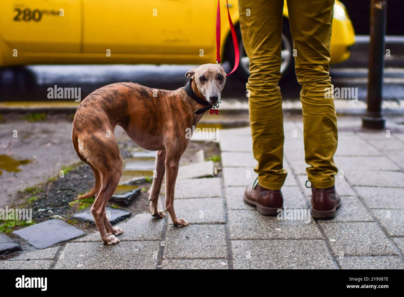 Whippet dog shows signs of being cold during a rainy day in Budapest ...