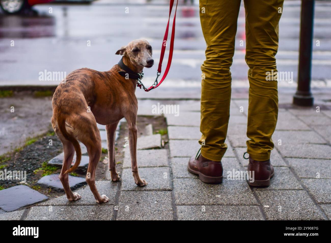 Whippet dog shows signs of being cold during a rainy day in Budapest ...