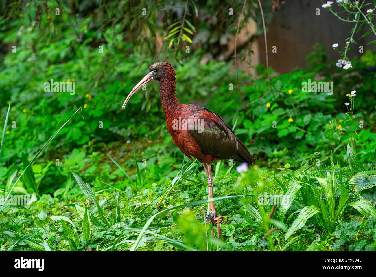 Cara oscura hi-res stock photography and images - Alamy