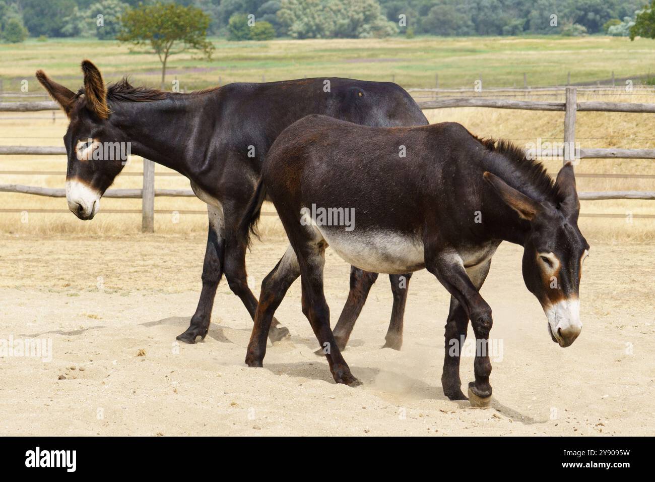portrait of two brown catalan donkeys walking on a paddock Stock Photo ...