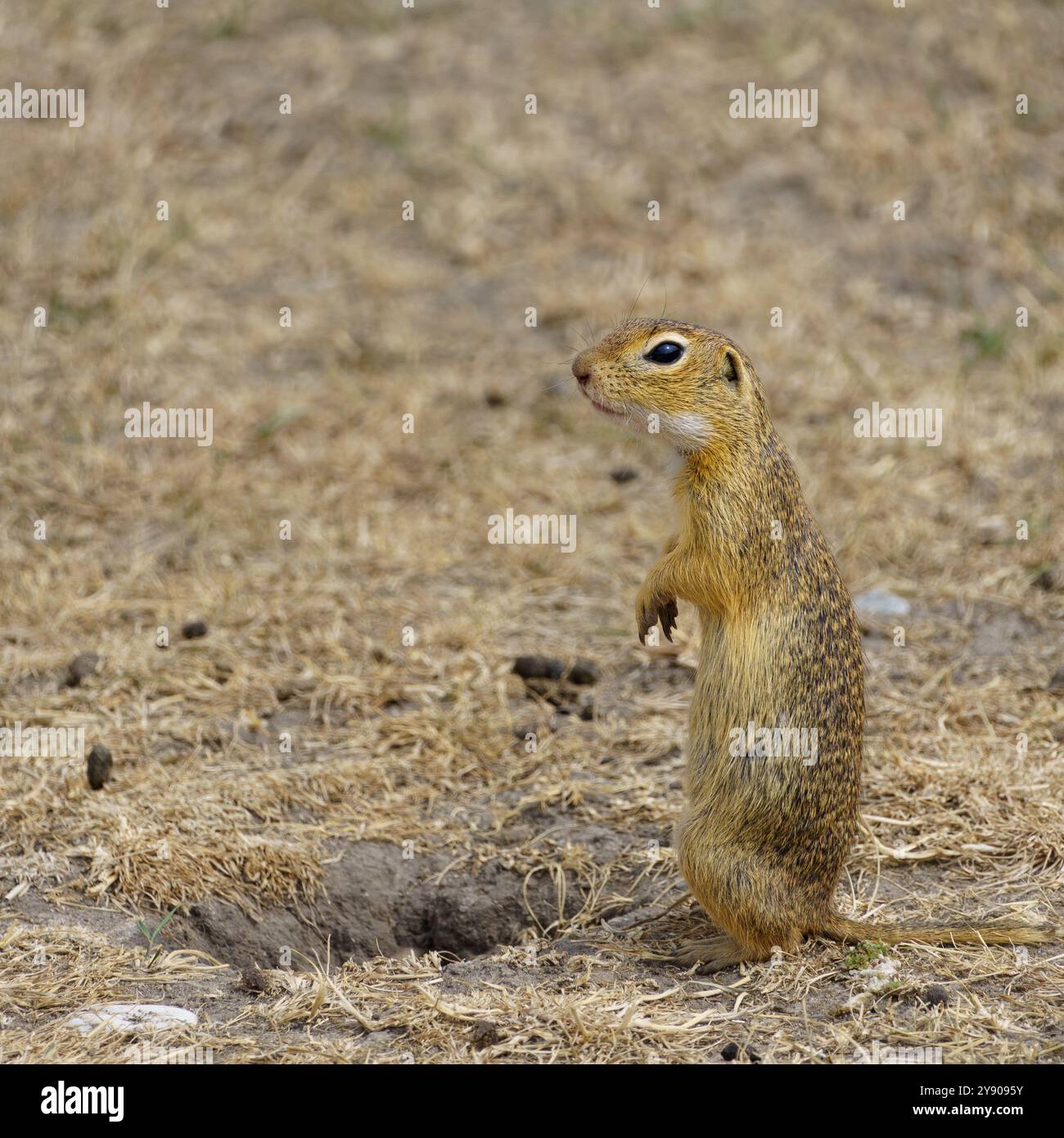 Portrait of a european Ground Squirrel (Spermophilus citellus) also ...
