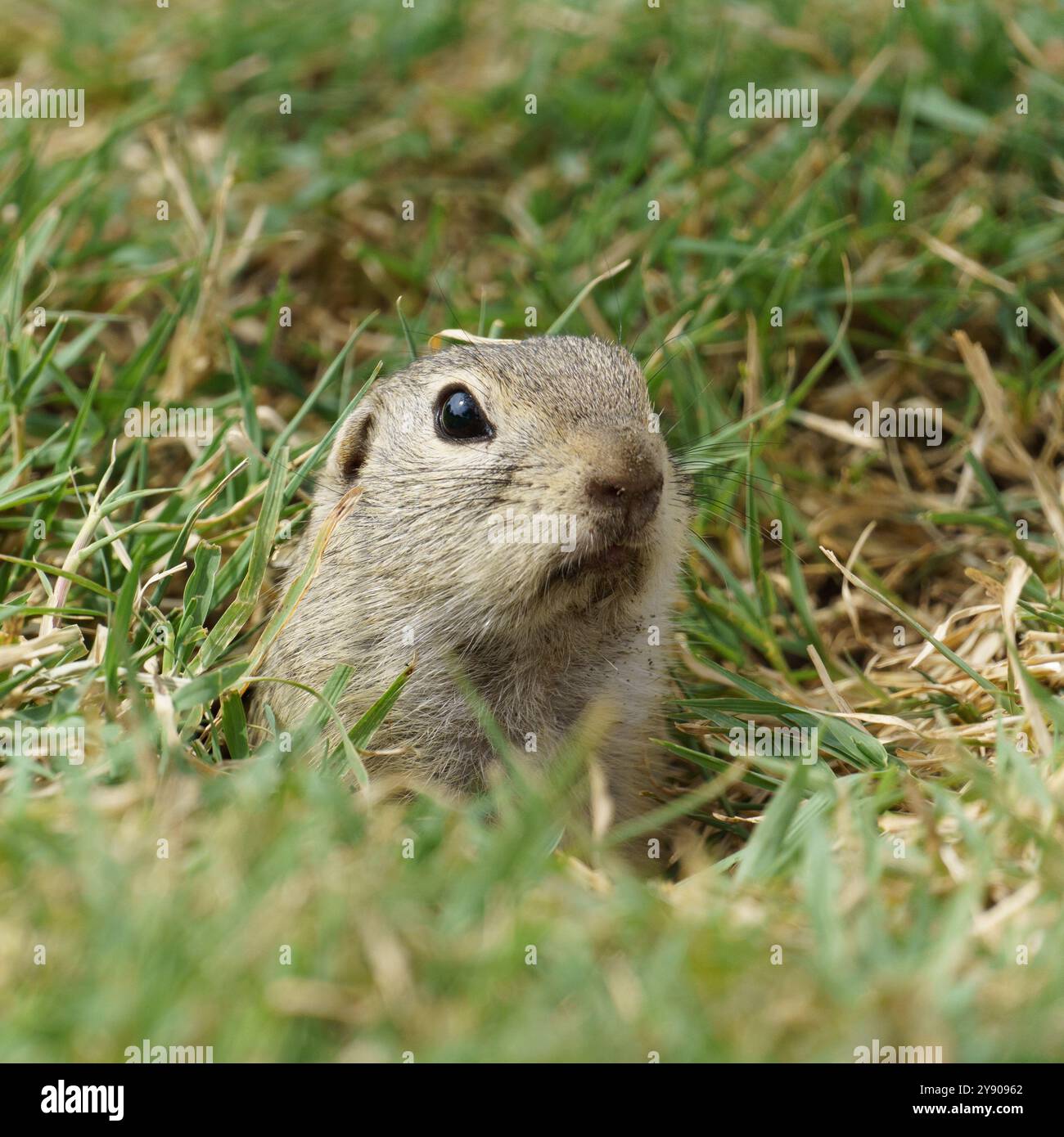 Portrait of a european Ground Squirrel (Spermophilus citellus) also ...