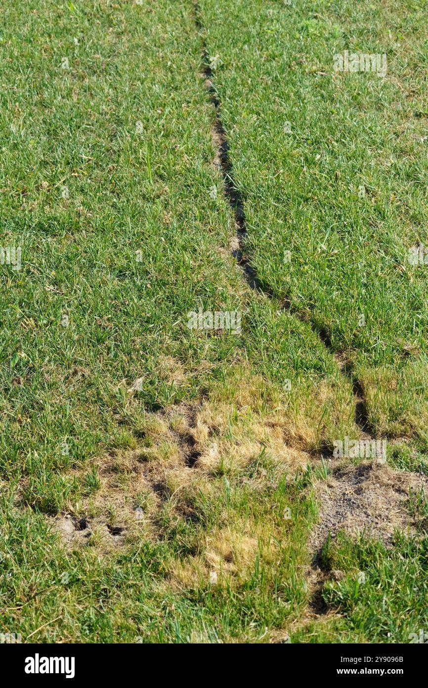 Entrance to mouse holes with a clearly visible and huge trodden path in ...