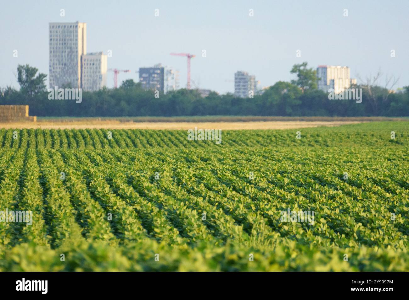 Green soybean plants planted in rows growing on cultivated land on ...