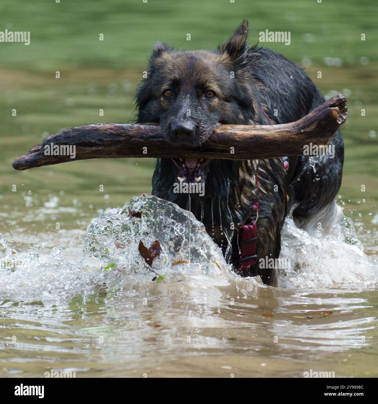 a purebred german shepard dog training retrieveing with a huge stick in ...