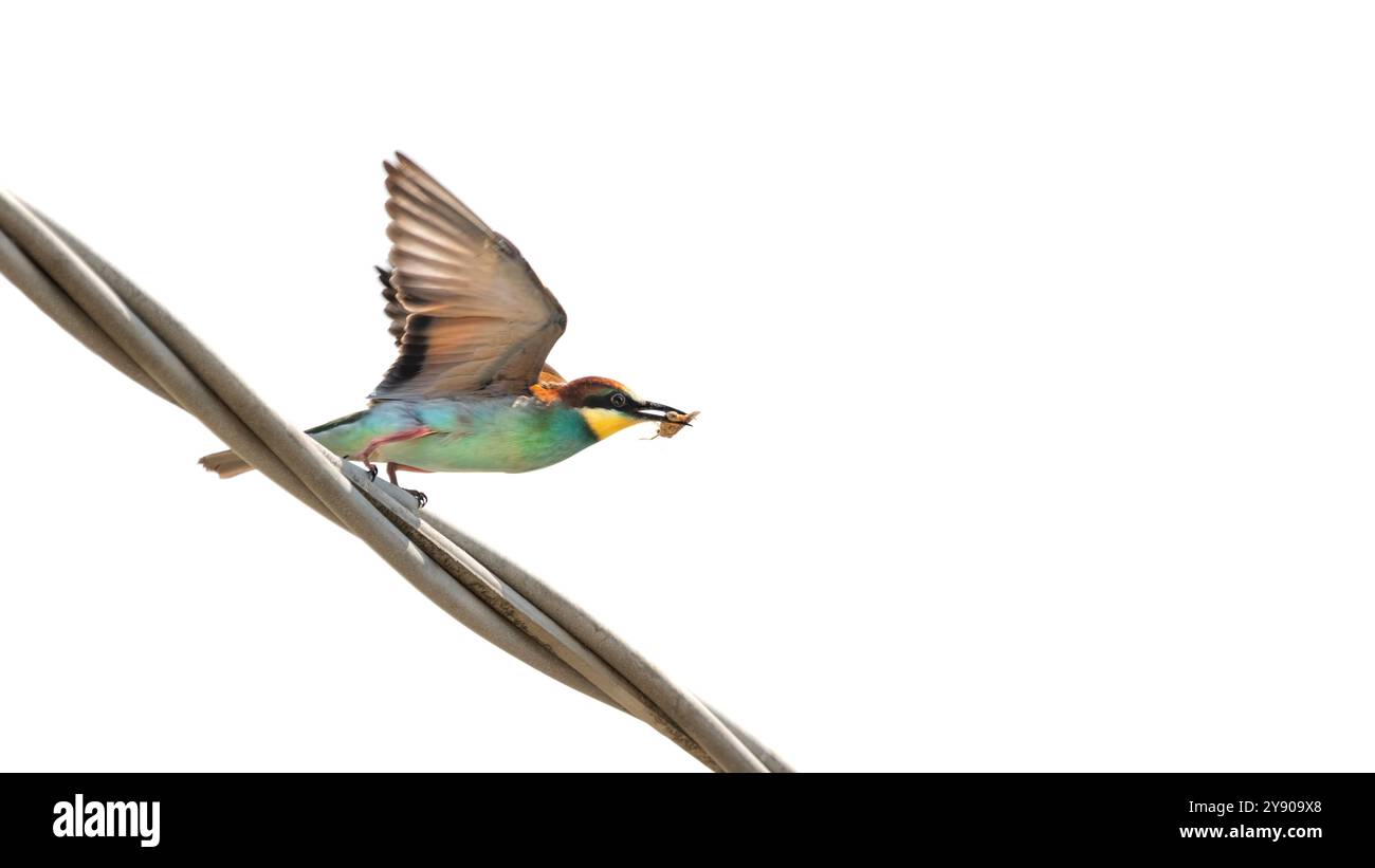 European bee eater eating a bee Cut Out Stock Images & Pictures - Alamy