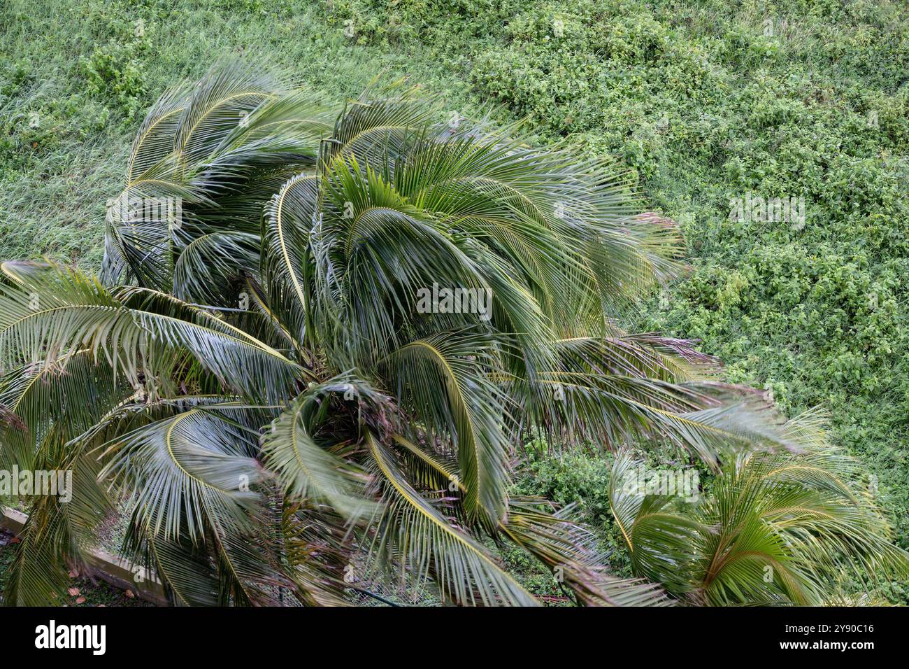Palm tree with its branches bending in strong wind, hurricane in Cuba ...