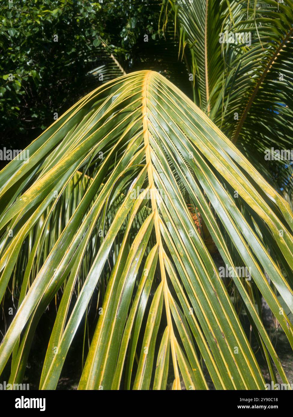 Coconut tree (Cocos nucifera) plant and its leaves, vertical image ...