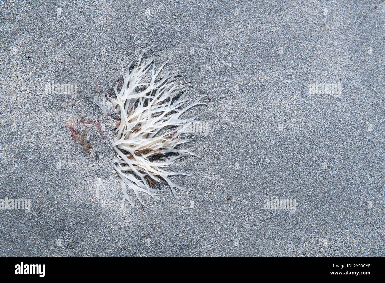 Close-up of White Seaweed on Carrowmore Beach Sand in County Mayo ...