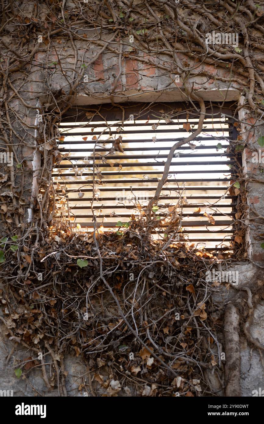 Windows of an ancient castle. The architecture of the old castle. Joust ...