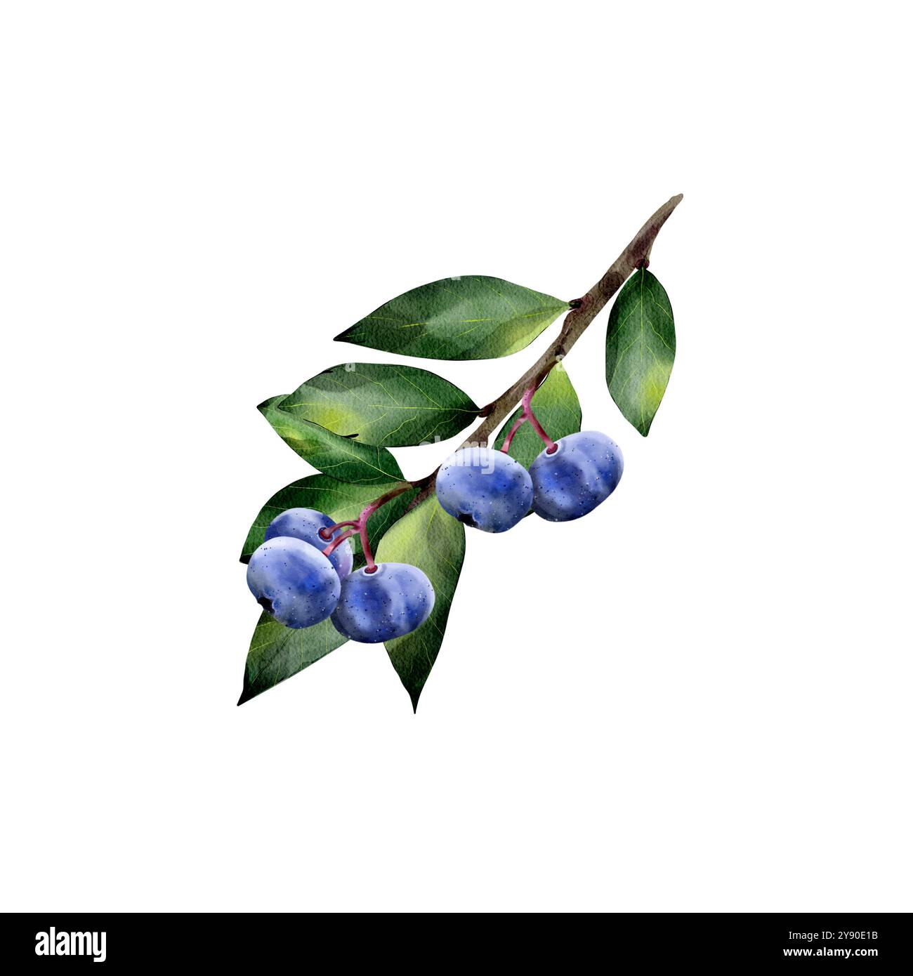 Botanical drawing blueberry hi-res stock photography and images - Alamy