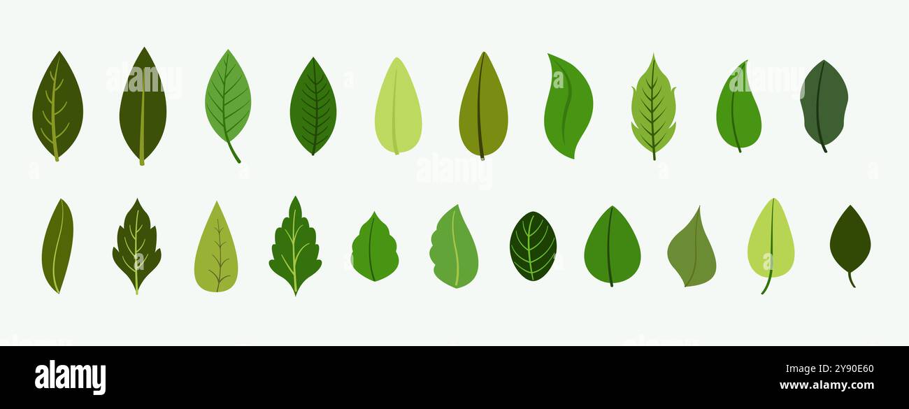 eye catching pack of organic leaves banner design vector Stock Vector ...