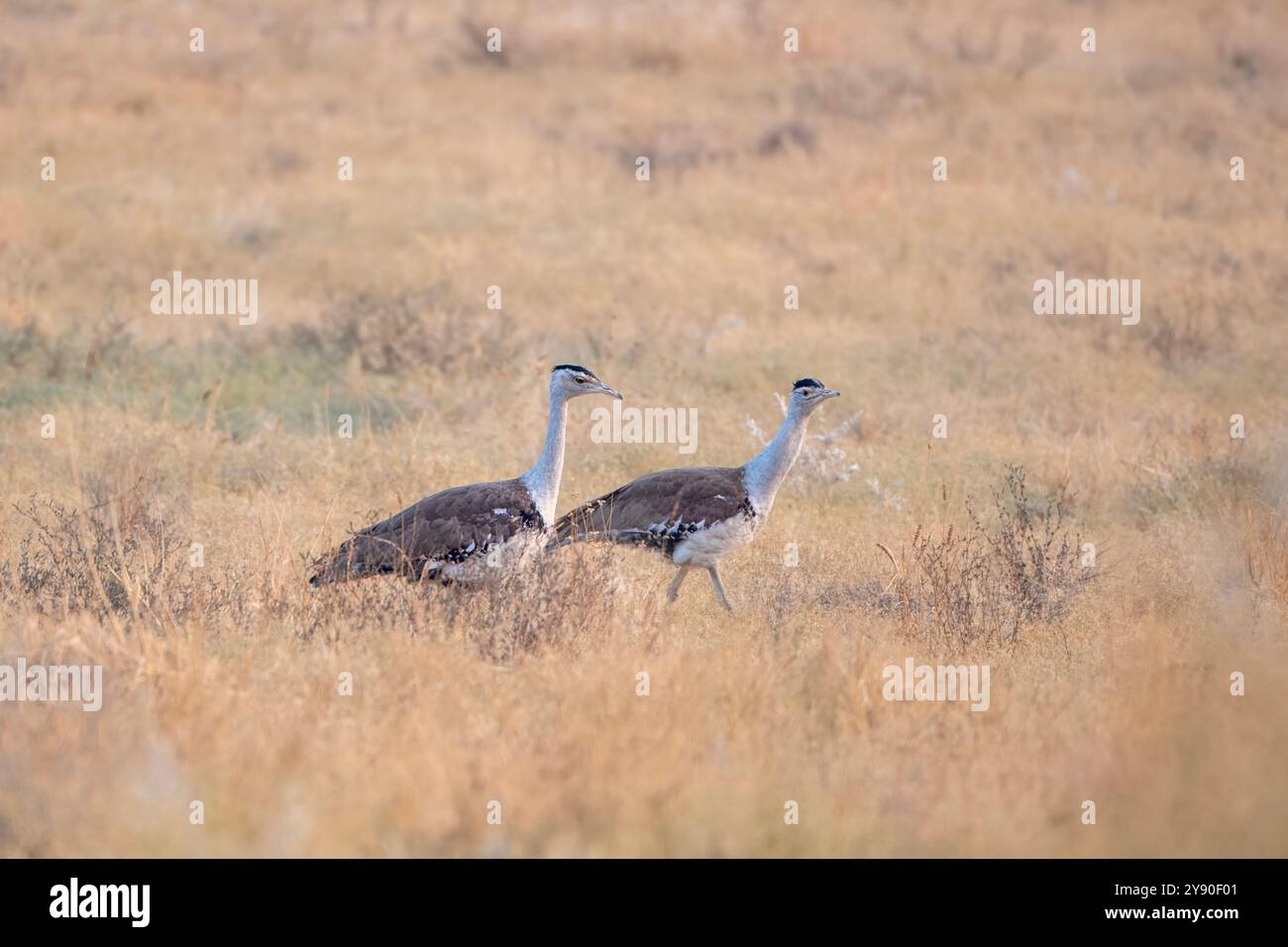 great Indian bustard (Ardeotis nigriceps) or Indian bustard, among the ...