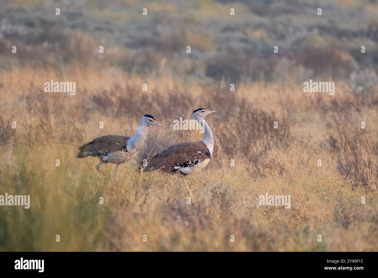 great Indian bustard (Ardeotis nigriceps) or Indian bustard, among the ...