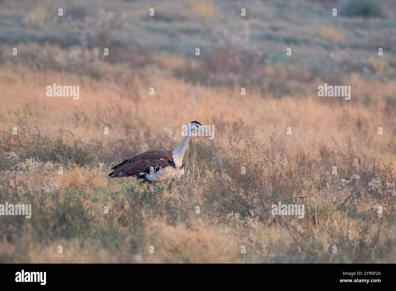 great Indian bustard (Ardeotis nigriceps) or Indian bustard, among the ...