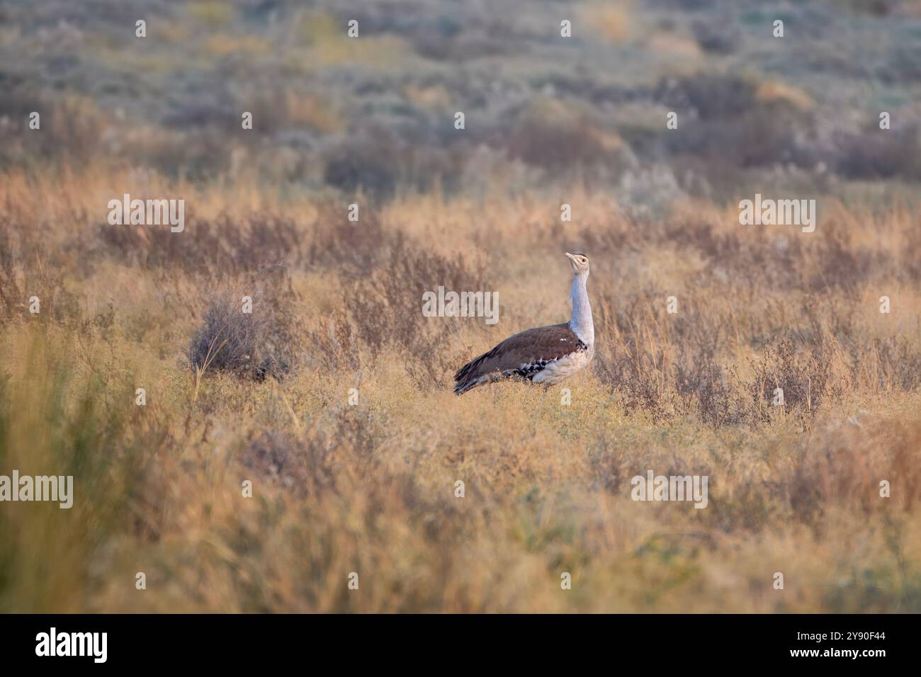 great Indian bustard (Ardeotis nigriceps) or Indian bustard, among the ...