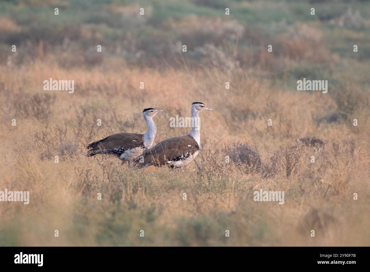 great Indian bustard (Ardeotis nigriceps) or Indian bustard, among the ...