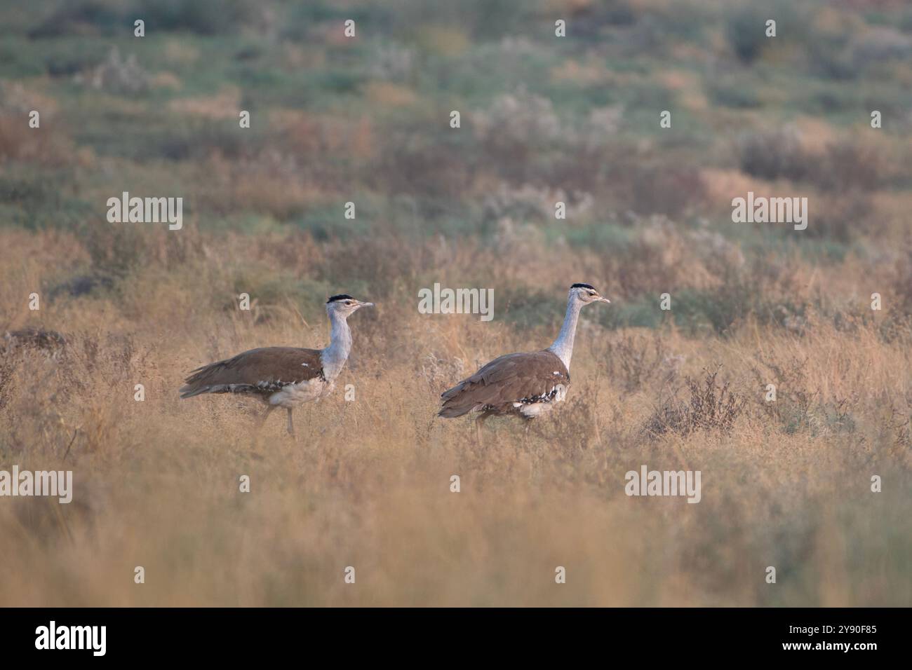 great Indian bustard (Ardeotis nigriceps) or Indian bustard, among the ...
