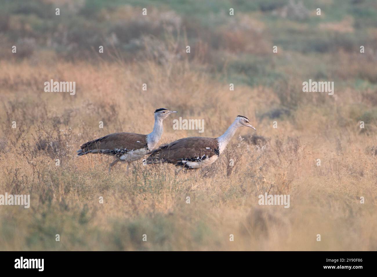great Indian bustard (Ardeotis nigriceps) or Indian bustard, among the ...