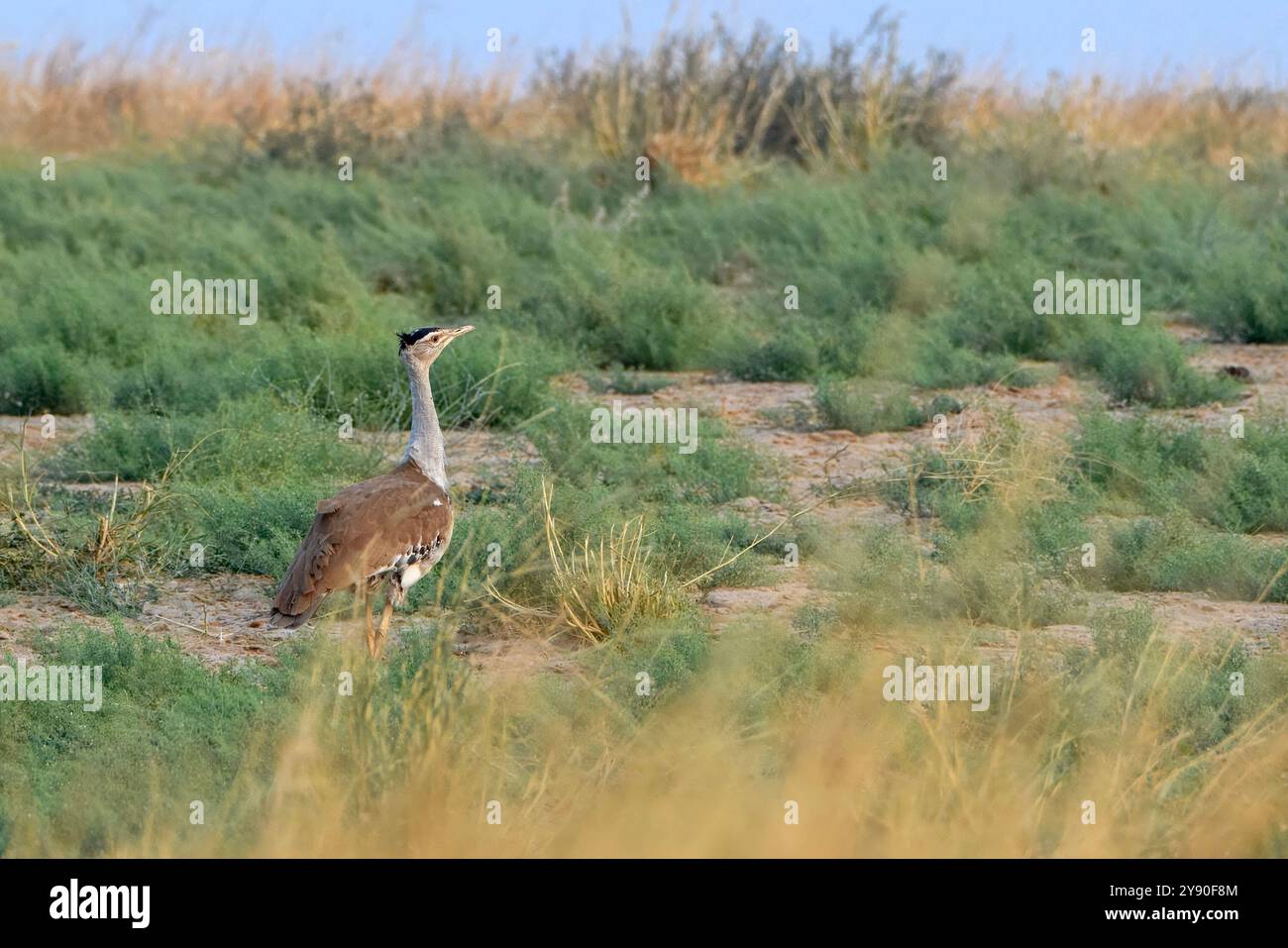 great Indian bustard (Ardeotis nigriceps) or Indian bustard, among the ...