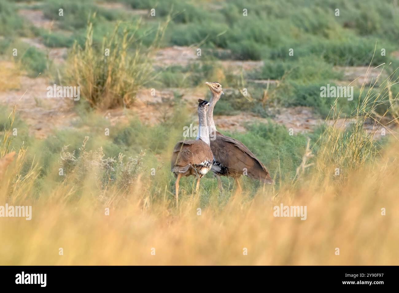 great Indian bustard (Ardeotis nigriceps) or Indian bustard, among the ...