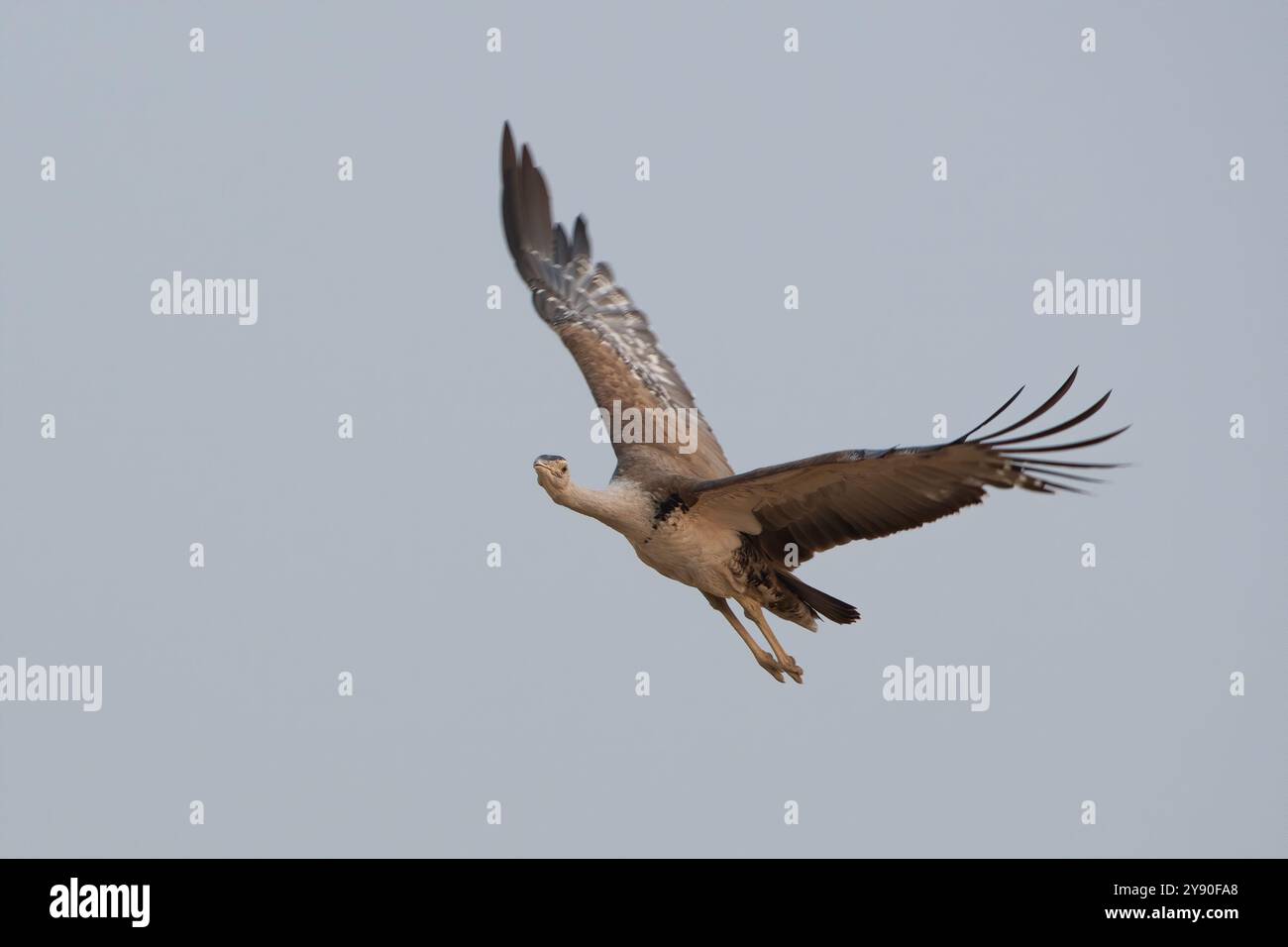 great Indian bustard (Ardeotis nigriceps) or Indian bustard, among the ...