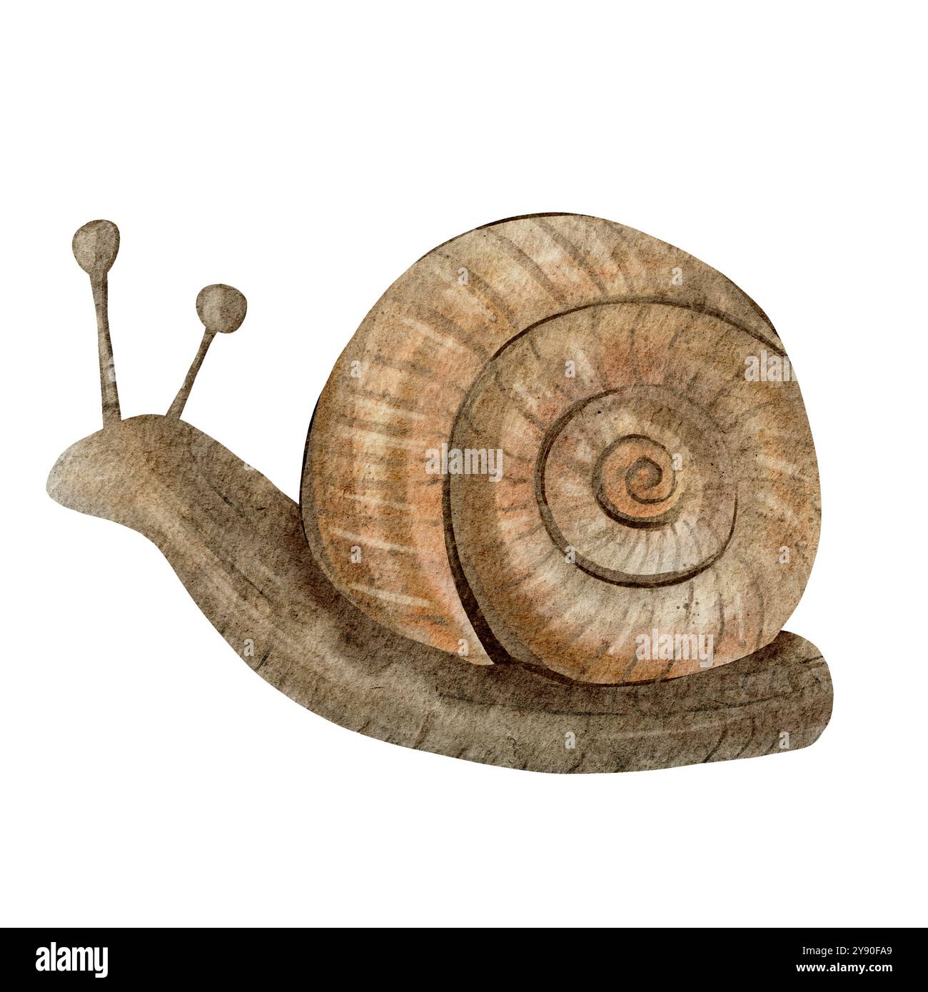 Brown snail with a spiral shell. Watercolor illustration. Hand drawn ...