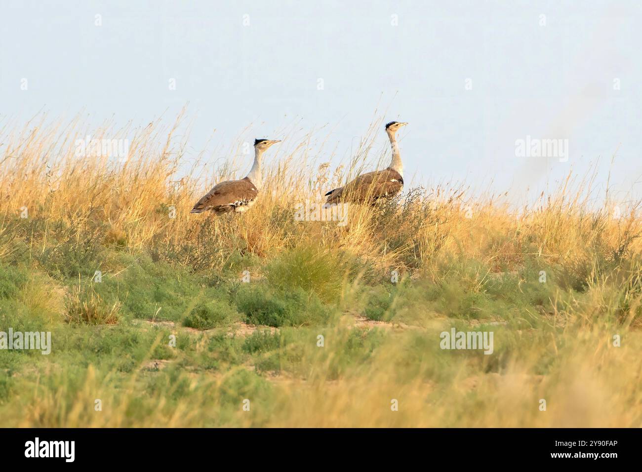 great Indian bustard (Ardeotis nigriceps) or Indian bustard, among the ...