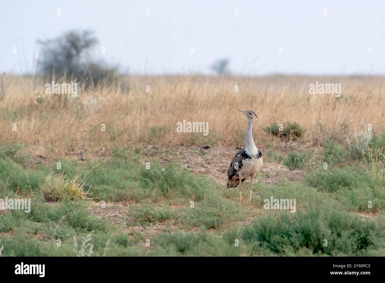 great Indian bustard (Ardeotis nigriceps) or Indian bustard, among the heaviest of the flying ...