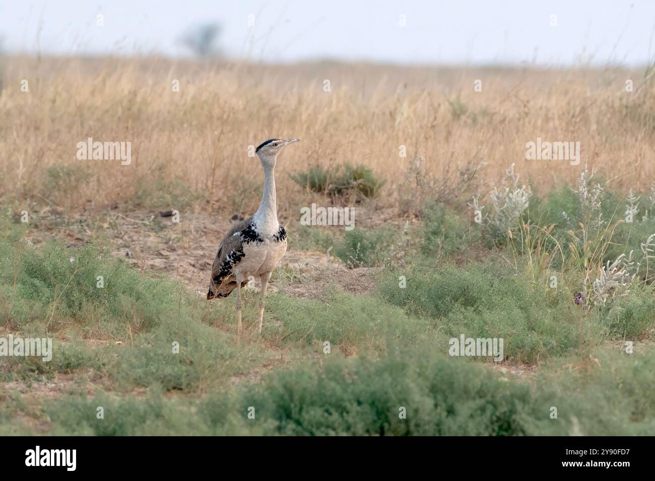 great Indian bustard (Ardeotis nigriceps) or Indian bustard, among the ...