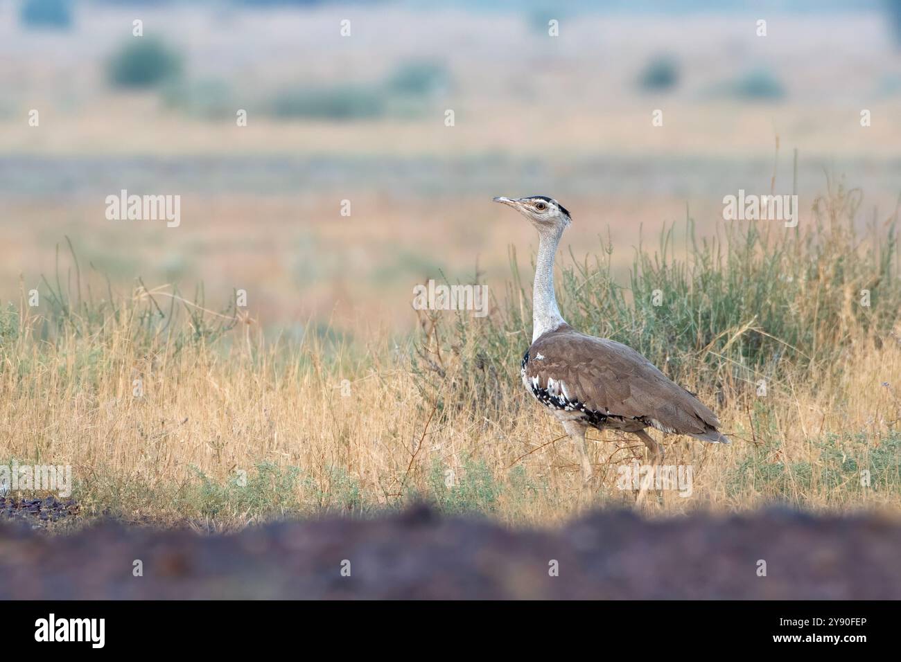 great Indian bustard (Ardeotis nigriceps) or Indian bustard, among the ...