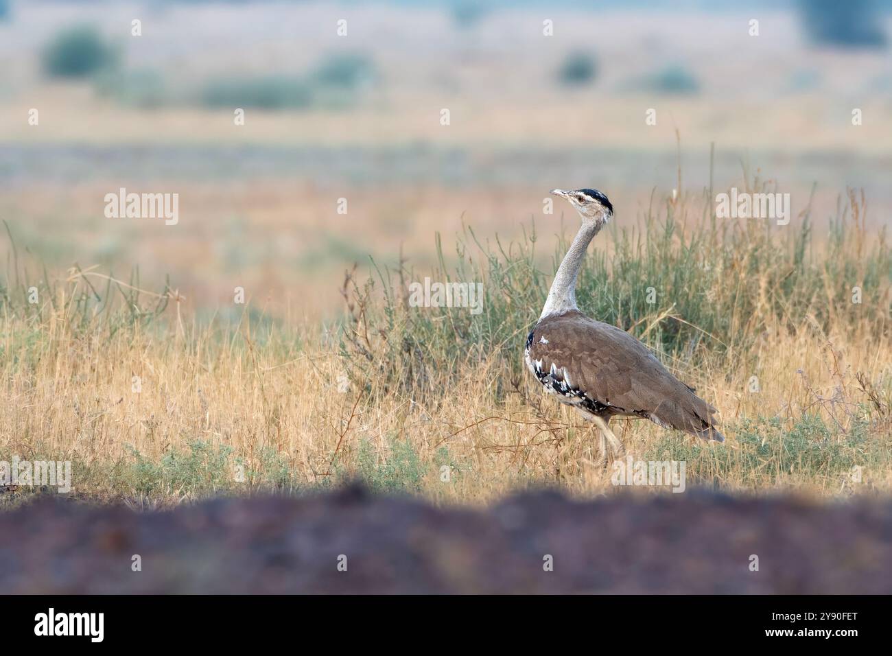 great Indian bustard (Ardeotis nigriceps) or Indian bustard, among the heaviest of the flying ...