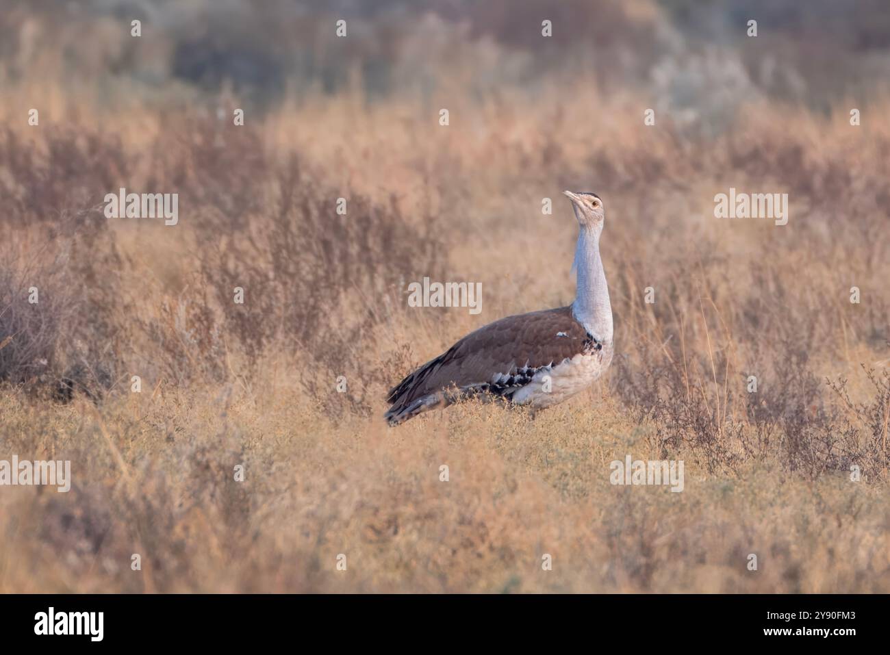 Great Indian Bustard Sanctuary