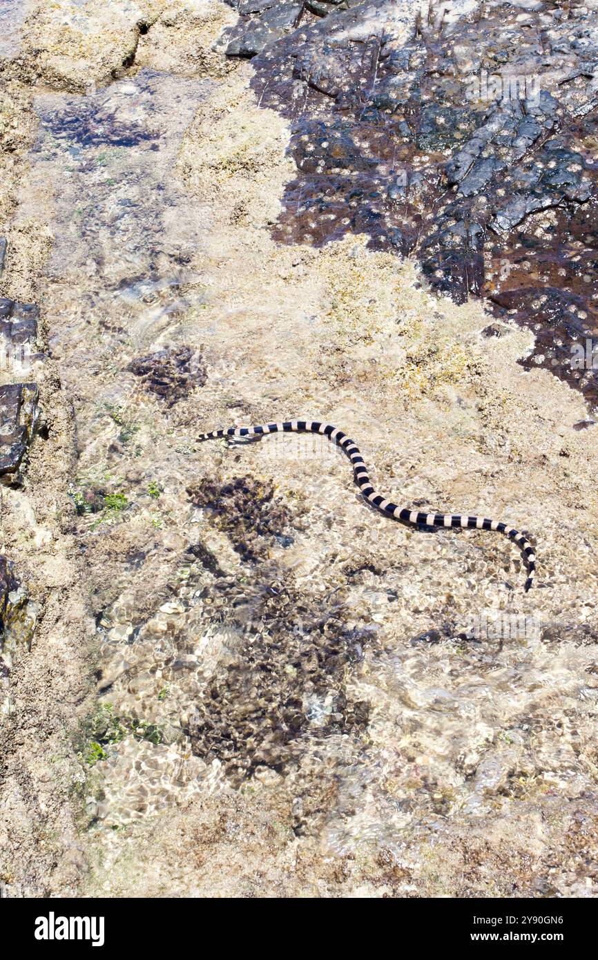 A photo of yellow-lipped sea krait in New Caledonia Stock Photo - Alamy