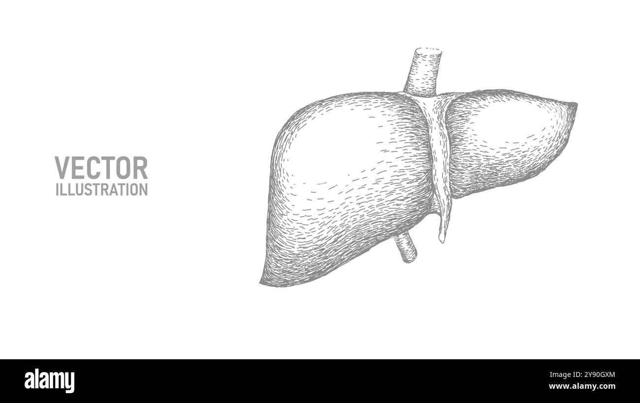Drawing line art anatomical human liver silhouette. Healthy medicine ...