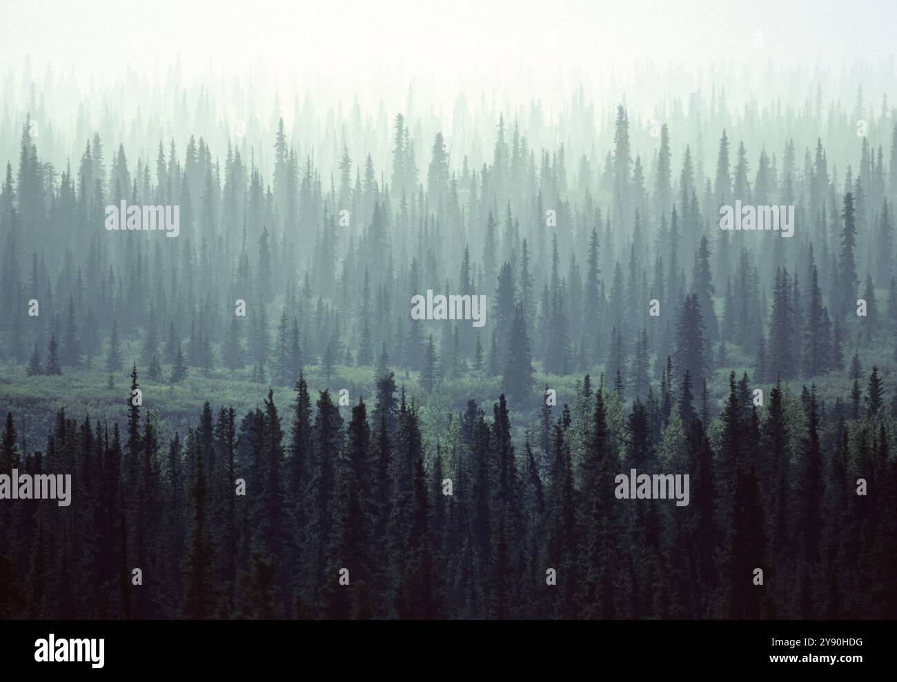 Conifer trees hi-res stock photography and images - Alamy
