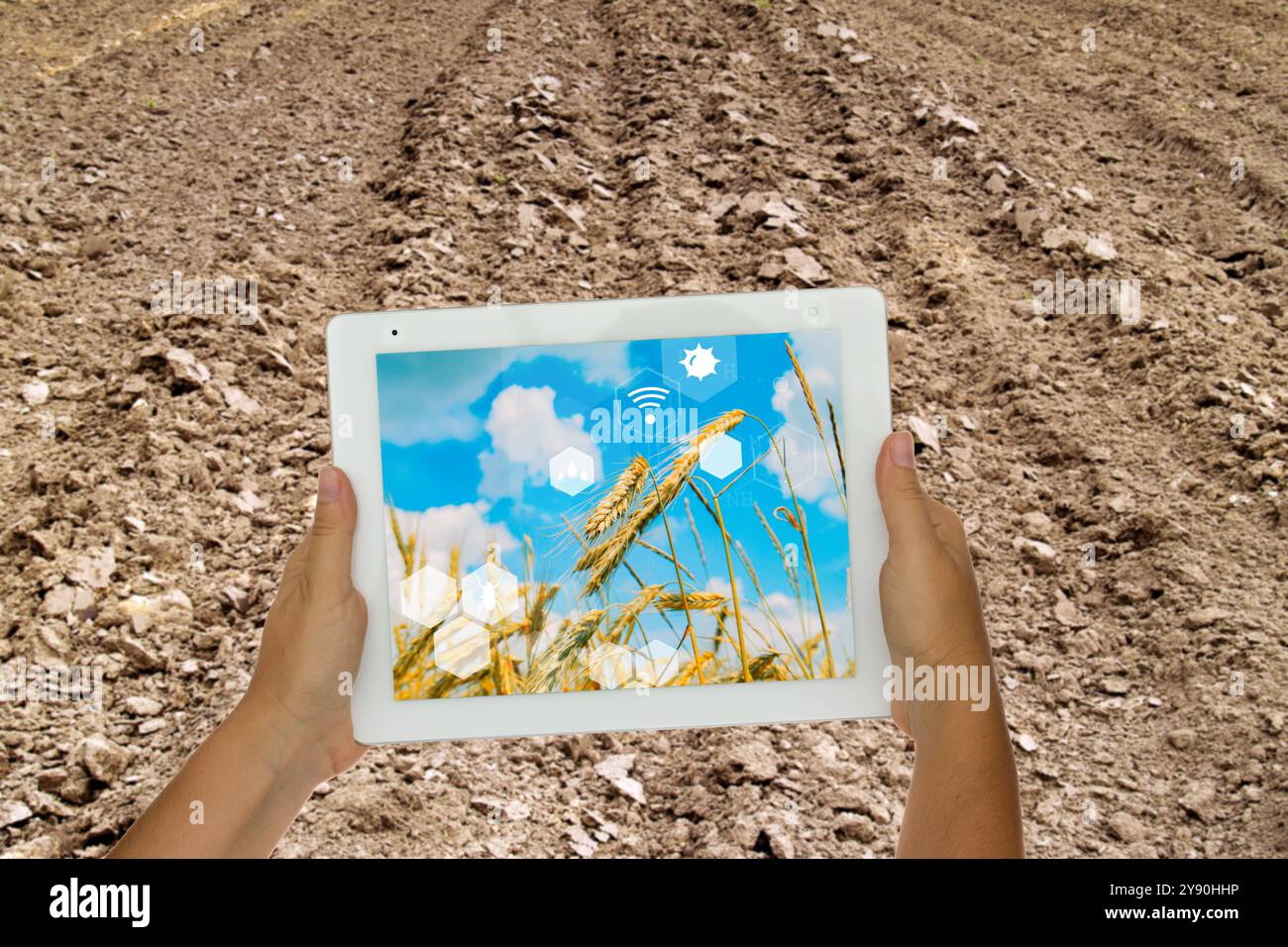 Exploring the Beauty of Nature Displayed in a Wheat Field with a ...
