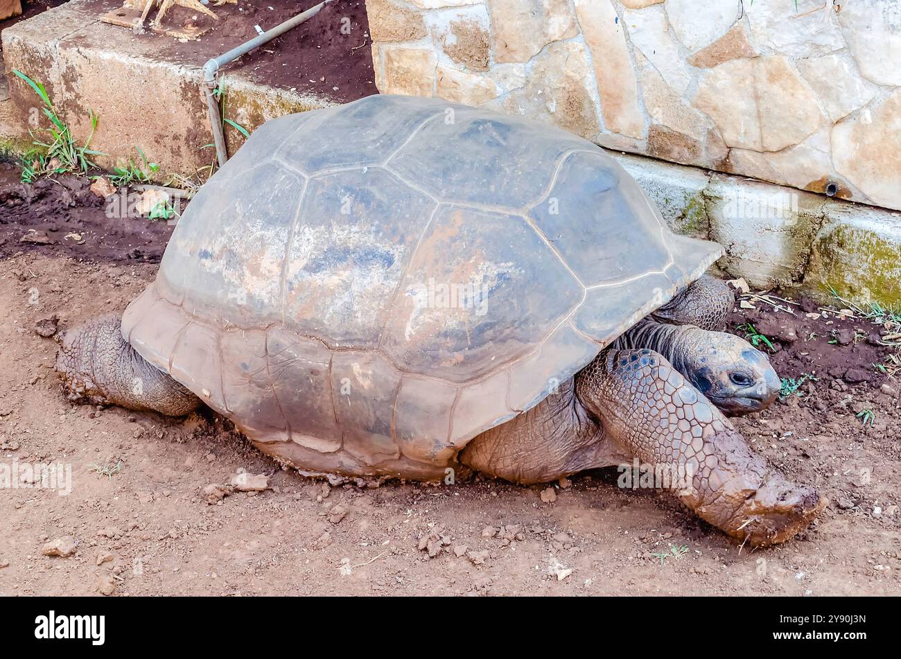 A giant turtle stretching on the ground at the zoo Stock Photo - Alamy