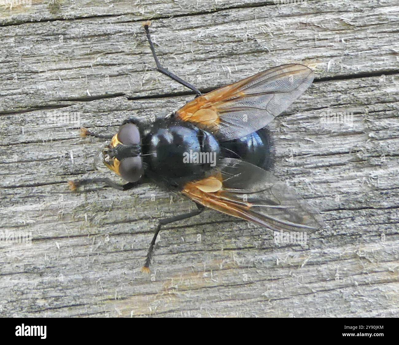 NOON FLY Mesembrina meridiana Photo: Tony Gale Stock Photo - Alamy