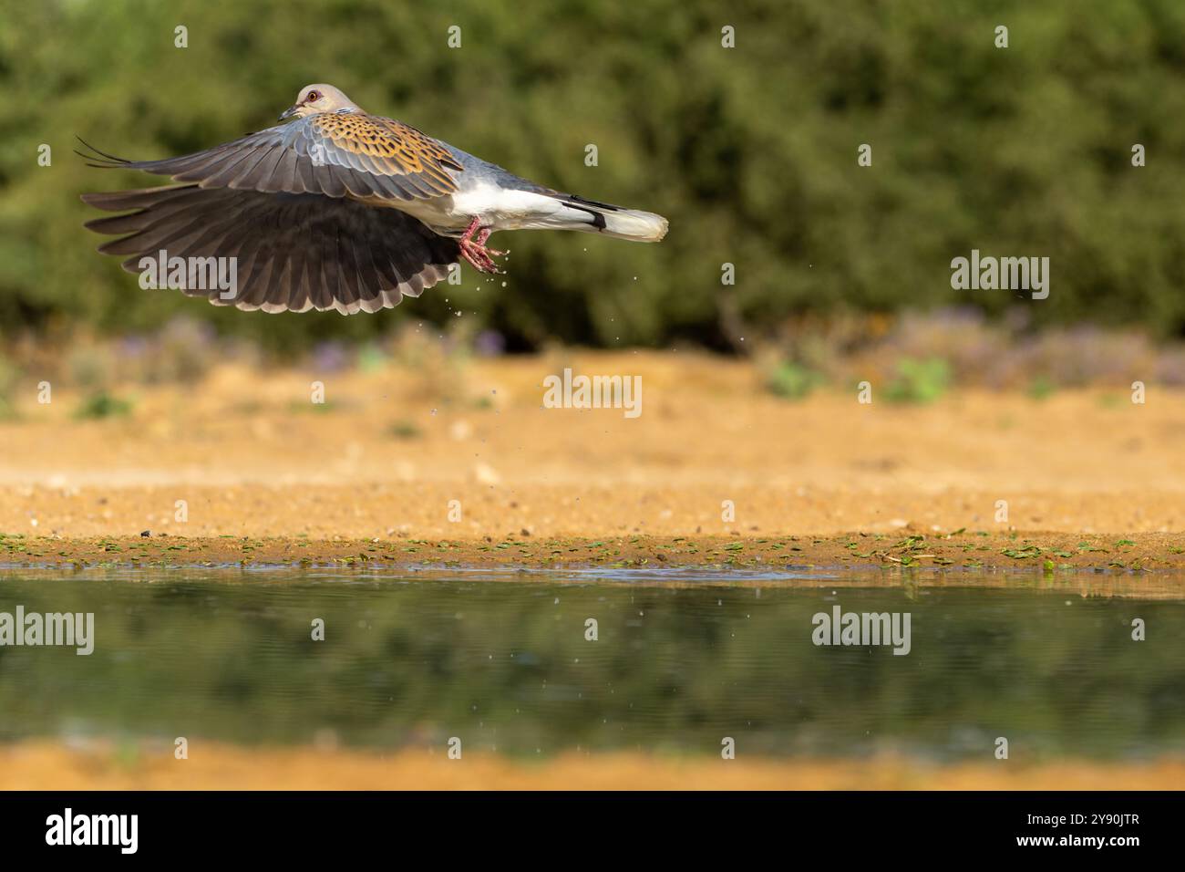 European turtle dove takes off from a spring in the desert after ...