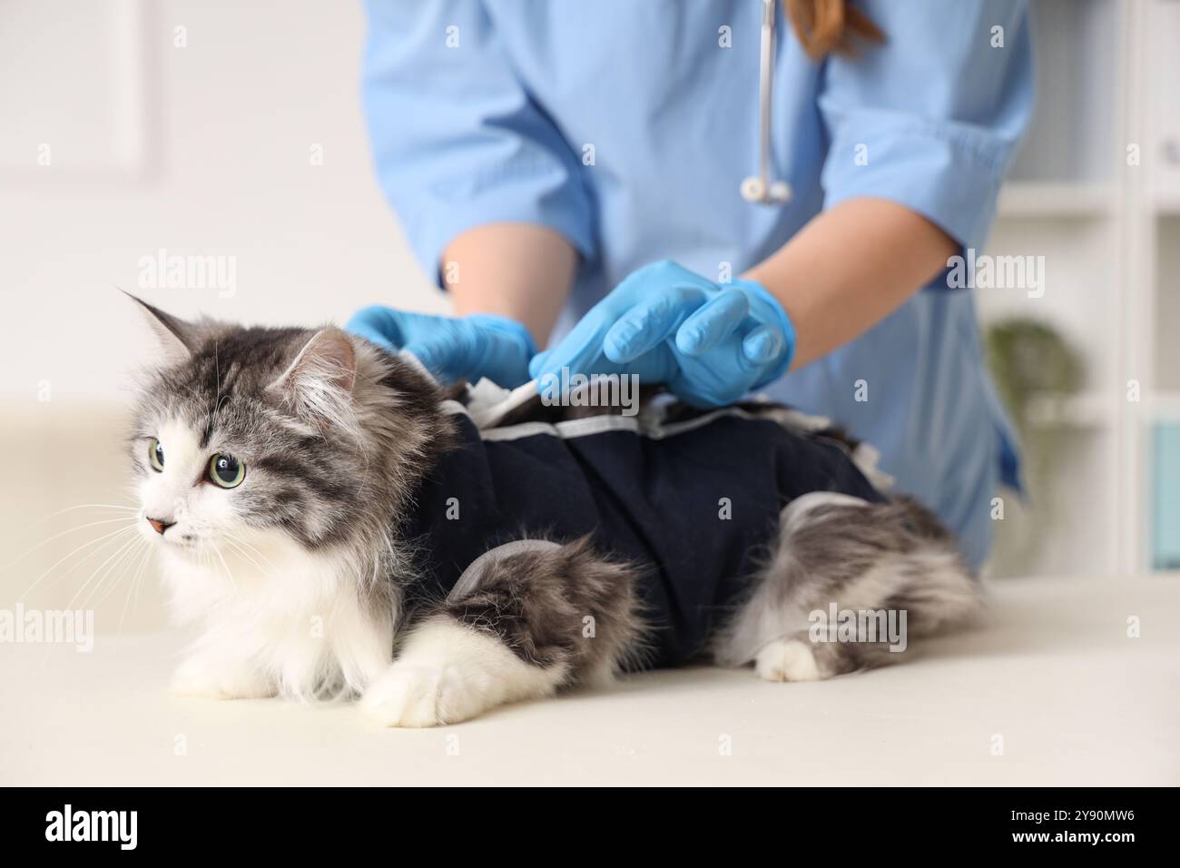 Female veterinarian putting recovery suit on cute cat after ...