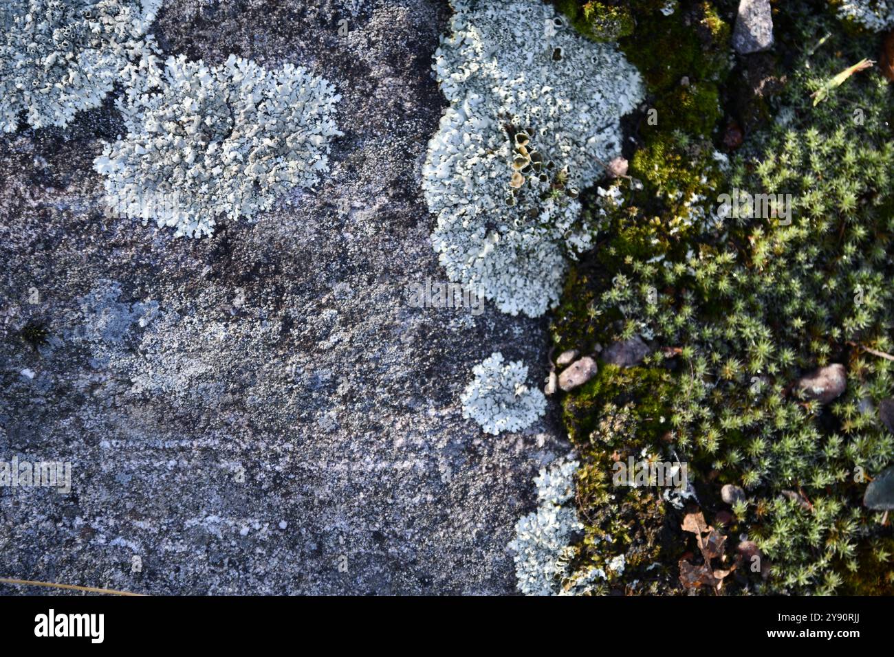 lichen beginning growth on grey granite bedrock Stock Photo - Alamy